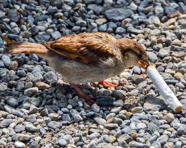 Pájaros que han aprendido a usar colillas de cigarro para repeler ...