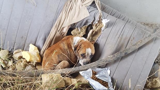 El robo de perros, un gran y criminal negocio – Alerta Digital